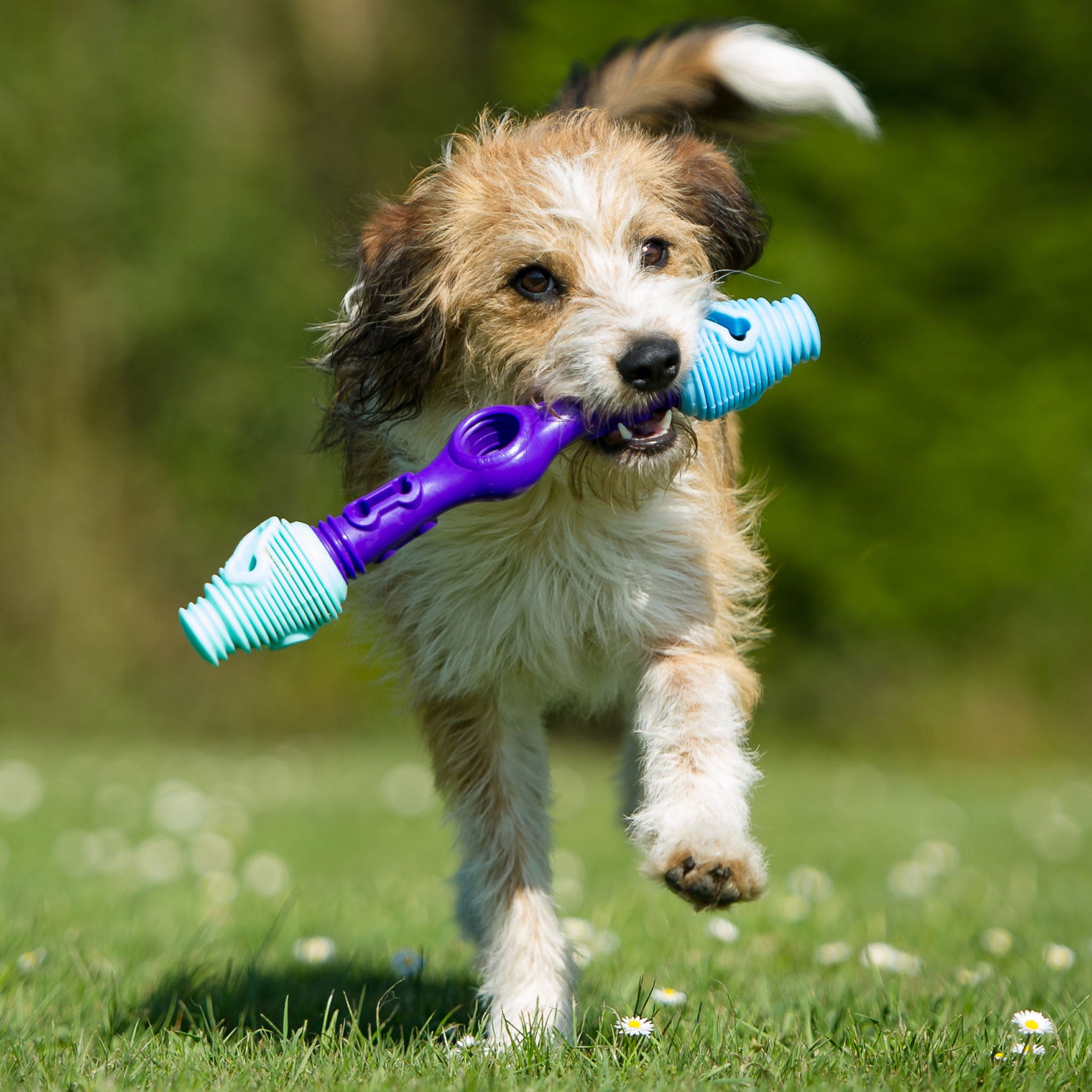 Tech Bone - Gentle Dog Toys – k9connectables.com